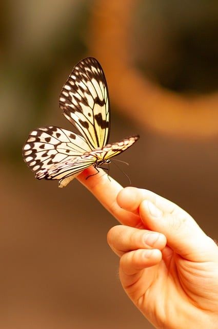 Significado Espiritual de las Mariposas: Mensajeras del Alma – Sanctum ...